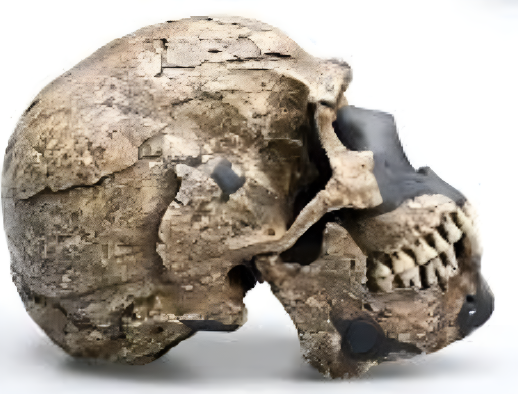 New Fossil Evidence Pushes Back Homo Sapiens' Evolution Timeline - East ...
